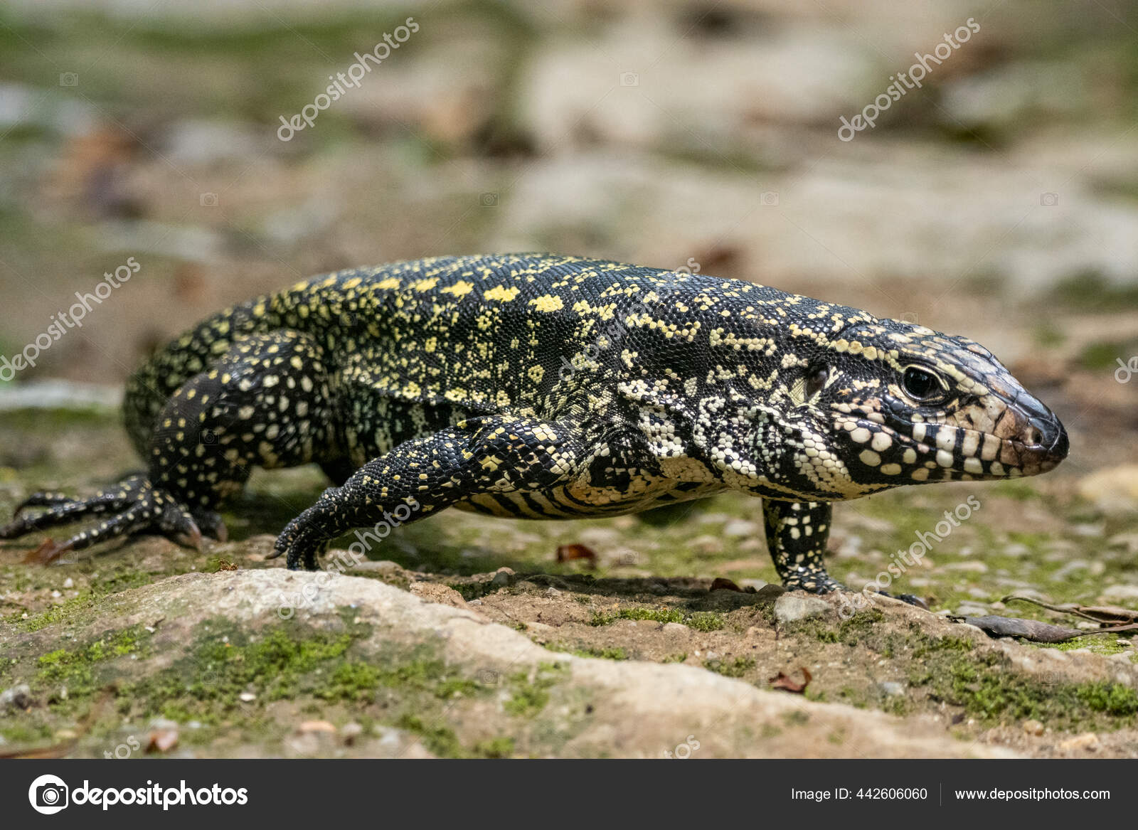 Teju Lizard Rainforest Ground Serrinha Alambari Ecological Reserve Rio ...