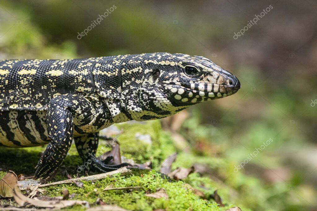 Lagarto teju en el terreno de la selva tropical en la Reserva Ecol gica ...