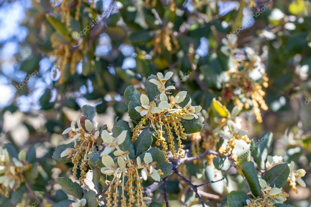 Flores de un roble siempreverde, Quercus ilex 2024