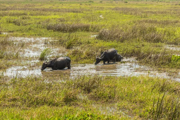 Masas de b falos de agua en los humedales de Talay Noi 2024