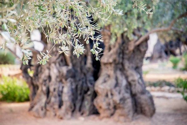 Israel olive tree Stock Photos, Royalty Free Israel olive tree Images ...