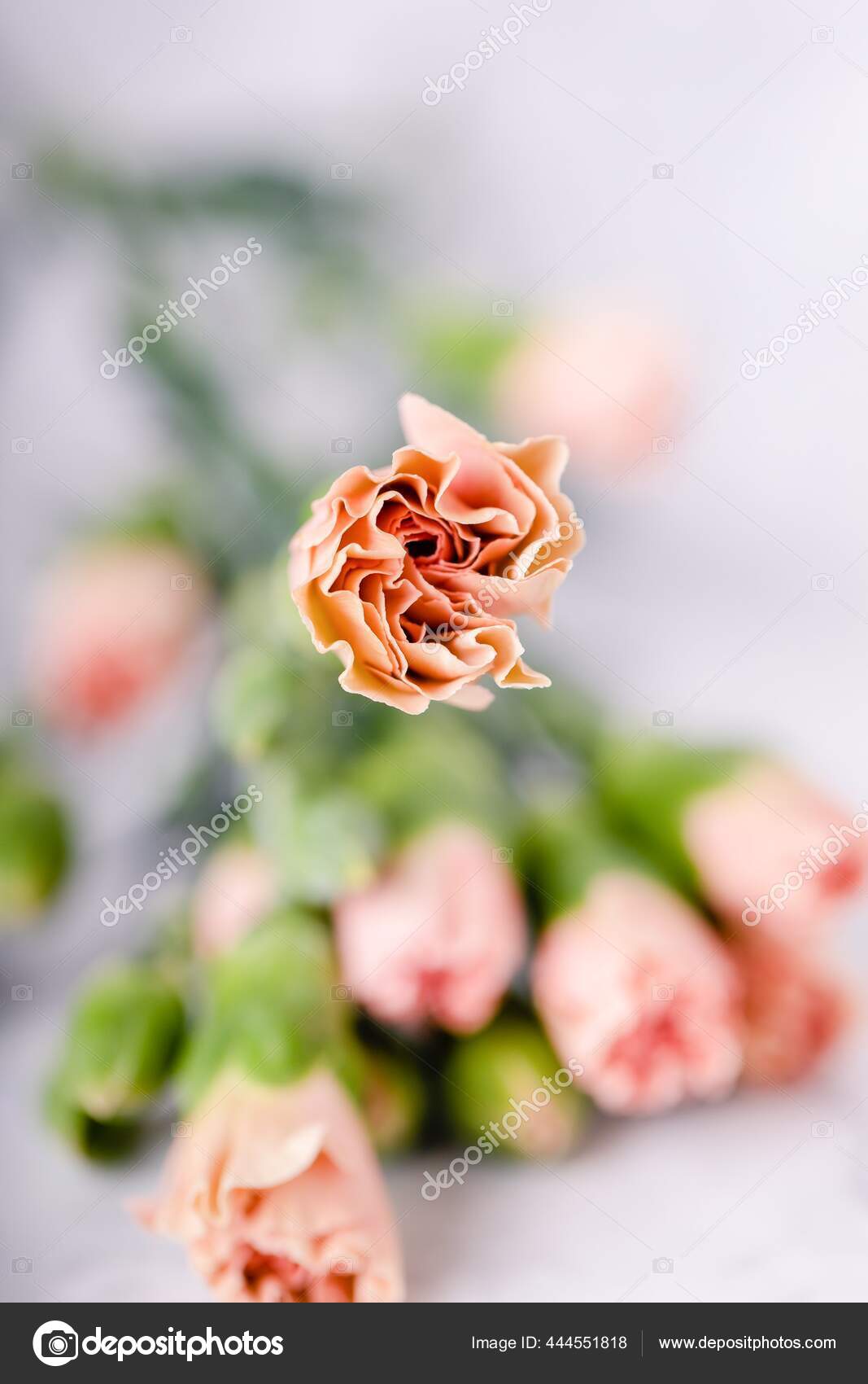 Little Carnation Tea Rose Color Blurred Green Background — Stock Photo ...