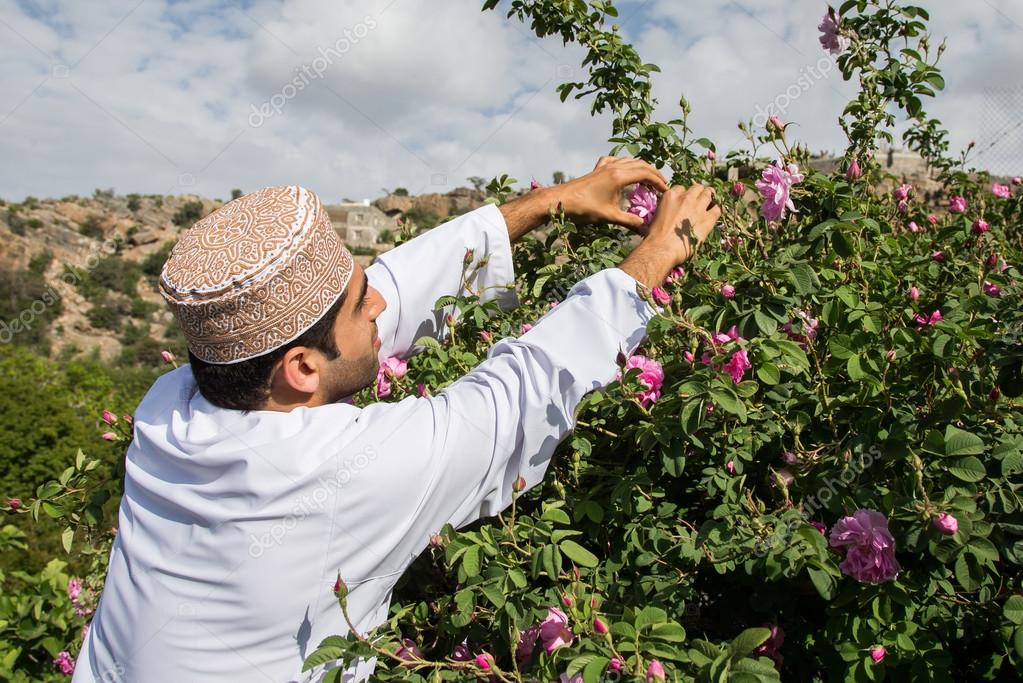 Omani man picking a rose – Stock Editorial Photo © katiekk #124038744