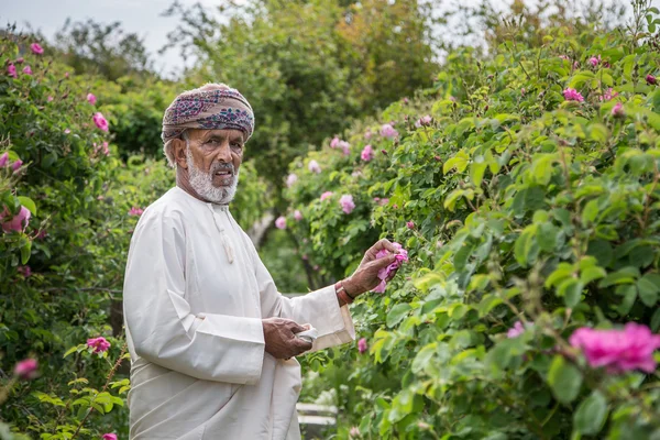 Omani man picking a rose – Stock Editorial Photo © katiekk #124038744