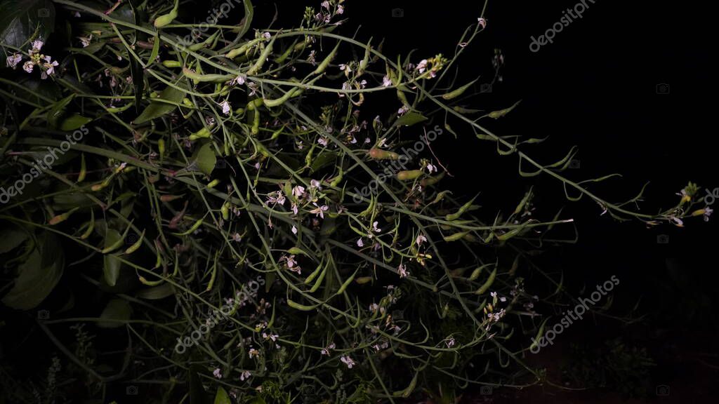 Vainas de rábano. Frijoles Daikon, también conocidos como Moongra que ...