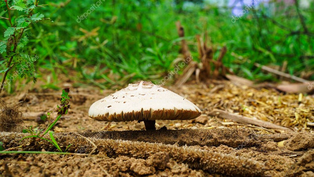 Pequeño hongo blanco creciendo en un banco musgoso y retroiluminado por ...