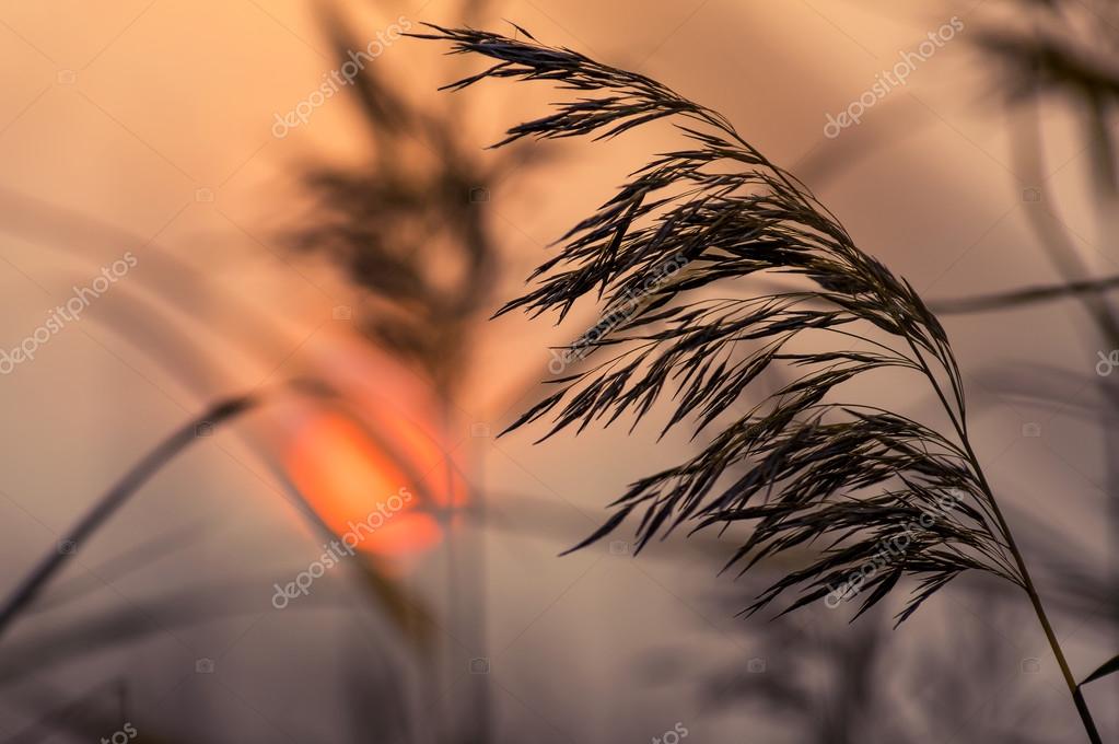 Reed at sunset Stock Photo by ©leonidIkan 124184570