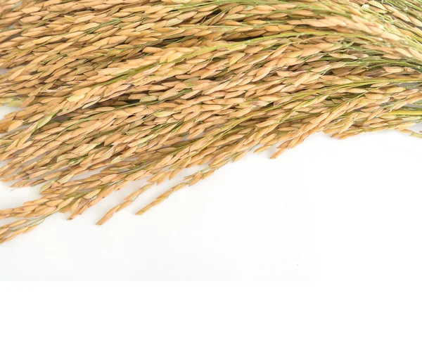 Golden rice Images - Search Images on Everypixel