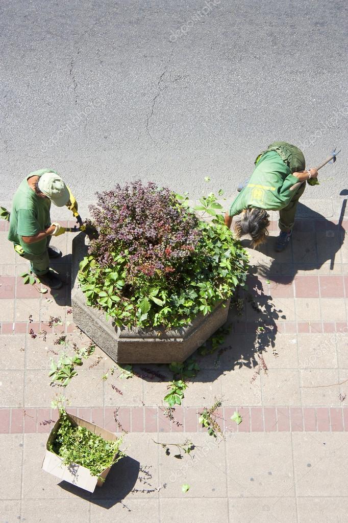 City greenery workers – Stock Editorial Photo © AlexLinch #124703578
