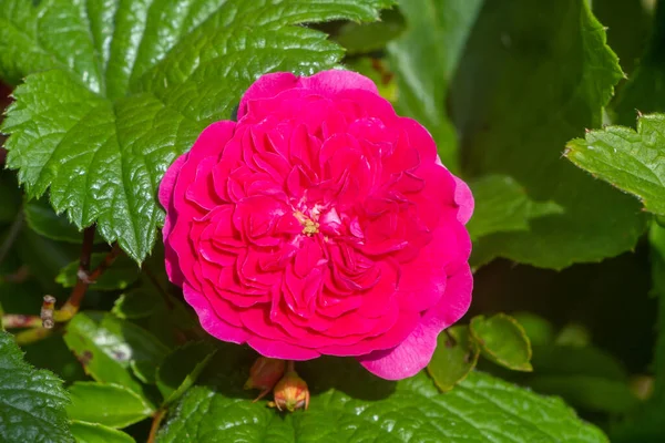 Fotos de Rosa fel, Imagens de Rosa fel sem royalties | Depositphotos