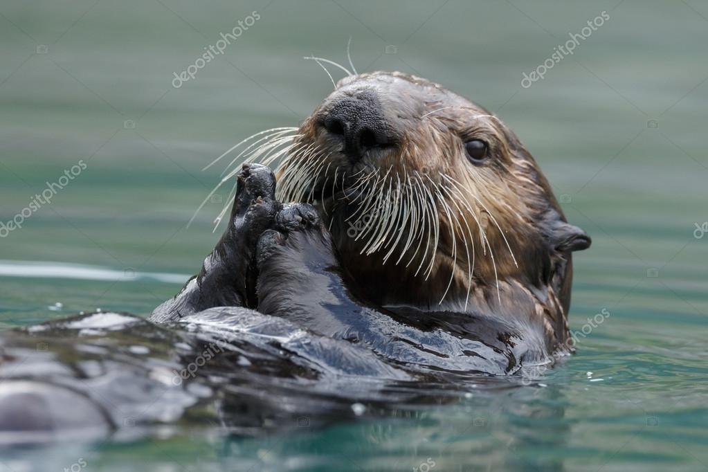 Sea otter floating in the ocean. Stock Photo by ©MennoSchaefer 124391012