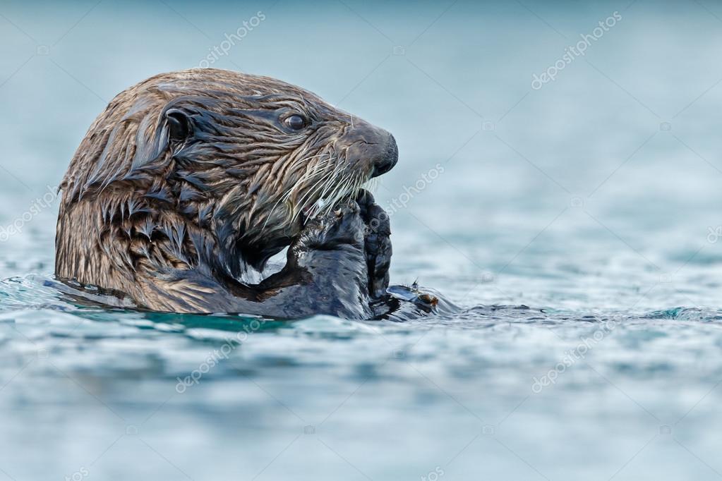 Sea otter floating in the ocean. Stock Photo by ©MennoSchaefer 124392238