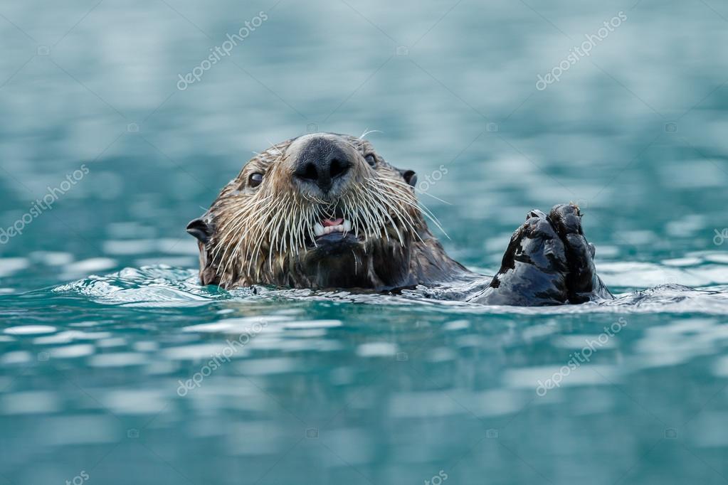 Sea otter floating in the ocean. Stock Photo by ©MennoSchaefer 124392778