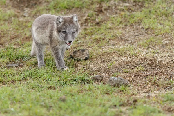 Arctic Fox cub — Stock Photo © MennoSchaefer #125614270