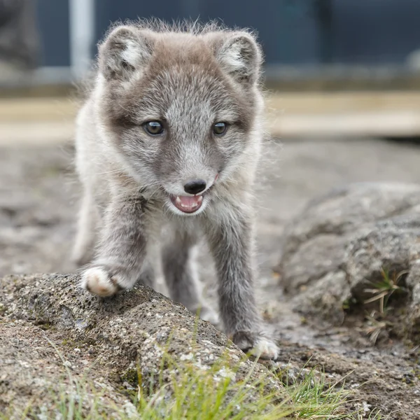 Arctic Fox cub — Stock Photo © MennoSchaefer #125612612