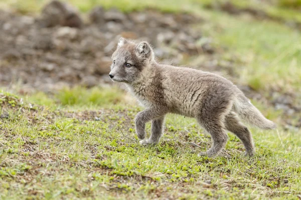 Arctic Fox cub Stock Photo by ©MennoSchaefer 125614562