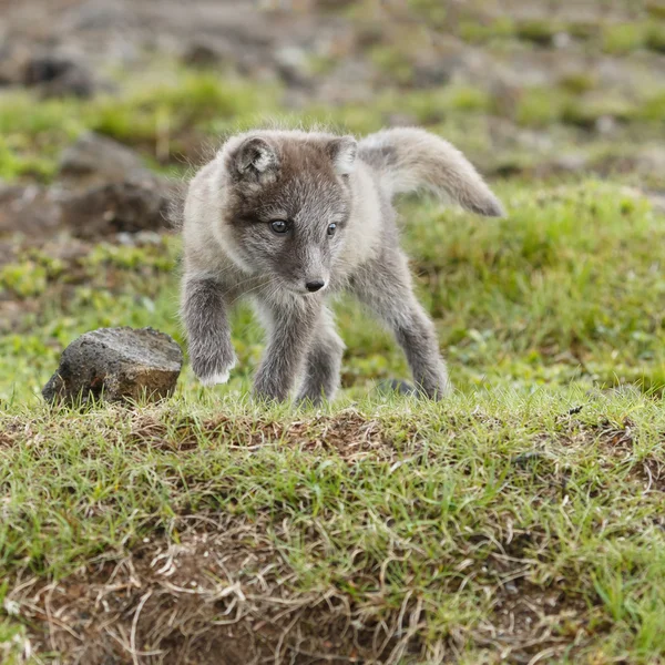 Arctic Fox cub Stock Photo by ©MennoSchaefer 125613452