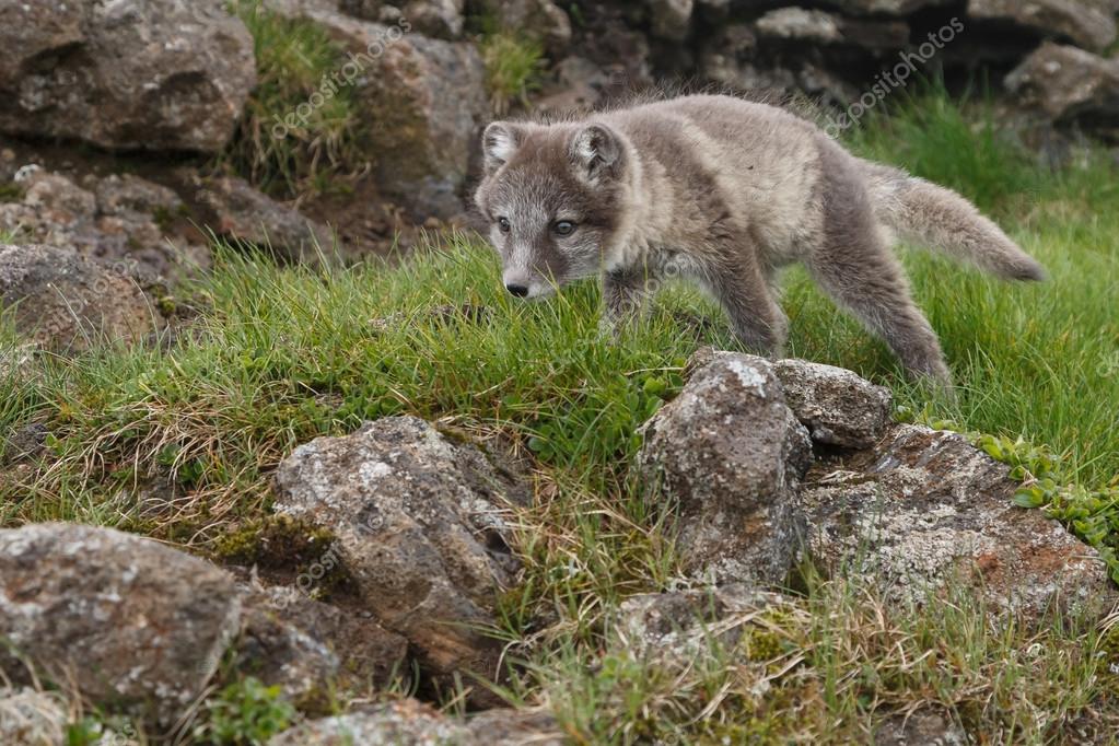 Arctic Fox cub — Stock Photo © MennoSchaefer #125612612