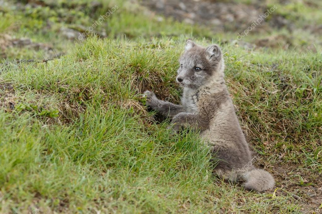 Arctic Fox cub Stock Photo by ©MennoSchaefer 125613452