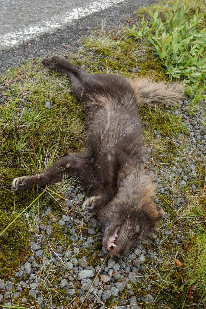 Roadkill Arctic fox Stock Photo by ©MennoSchaefer 125614156