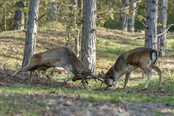 Combats de cerfs images libres de droit, photos de Combats de cerfs ...