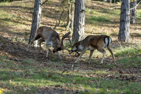 Combats de cerfs images libres de droit, photos de Combats de cerfs ...