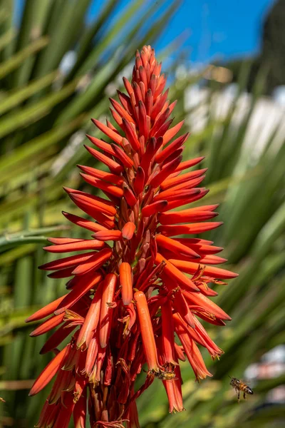Red yucca Stock Photos, Royalty Free Red yucca Images | Depositphotos
