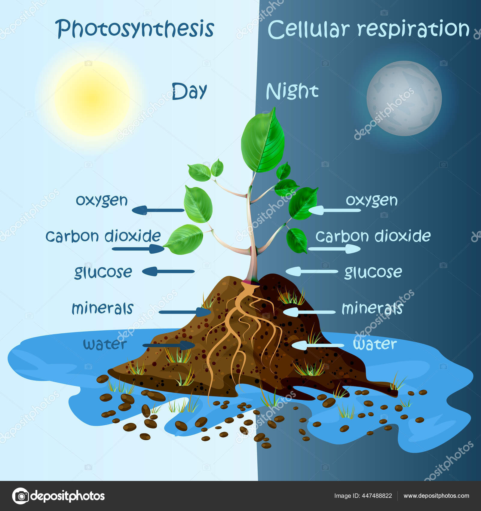 Diagram Plant Photosynthesis Photosynthesis Explanation Science ...