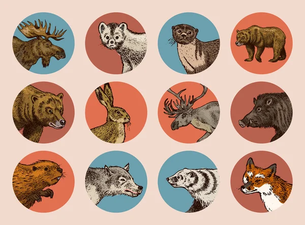 228 European animals Vector Images | Depositphotos