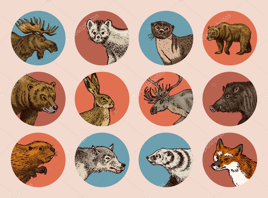 Pegatinas animales salvajes en estilo vintage. Bosque ciervo castor ...