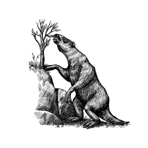 Ground sloth Vector Art Stock Images | Depositphotos