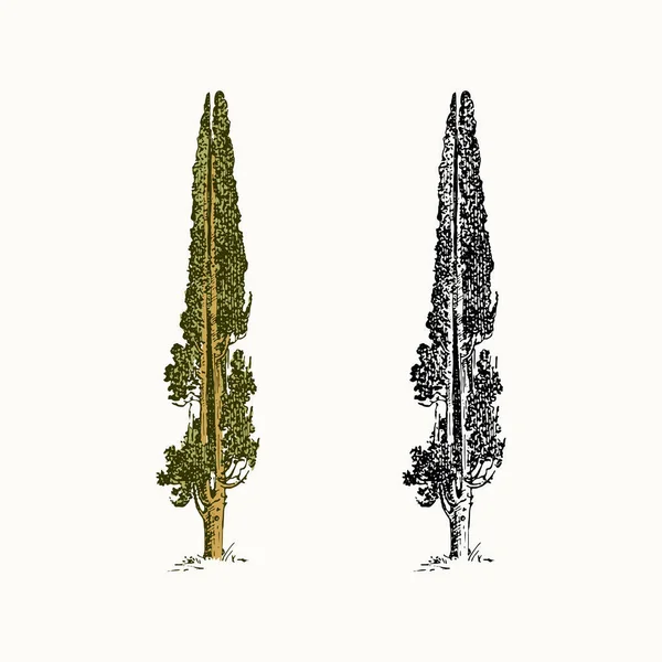 Cypress tree Vector Art Stock Images | Depositphotos