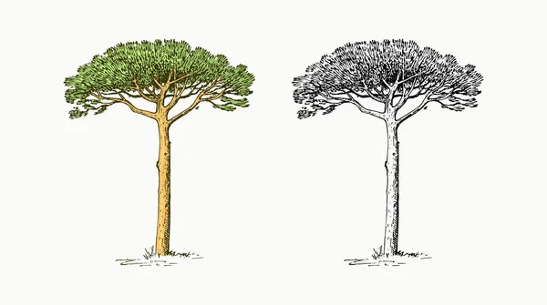 4,090 Tree etching Vector Images | Depositphotos