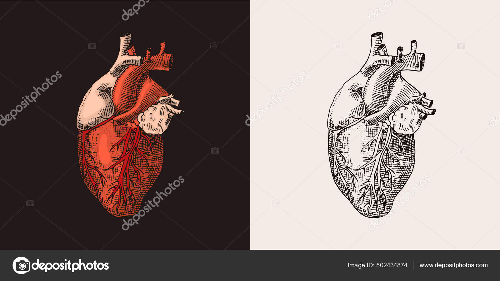 Rött hjärtorgan. Mänsklig biologi, anatomi illustration. Graverad hand ...