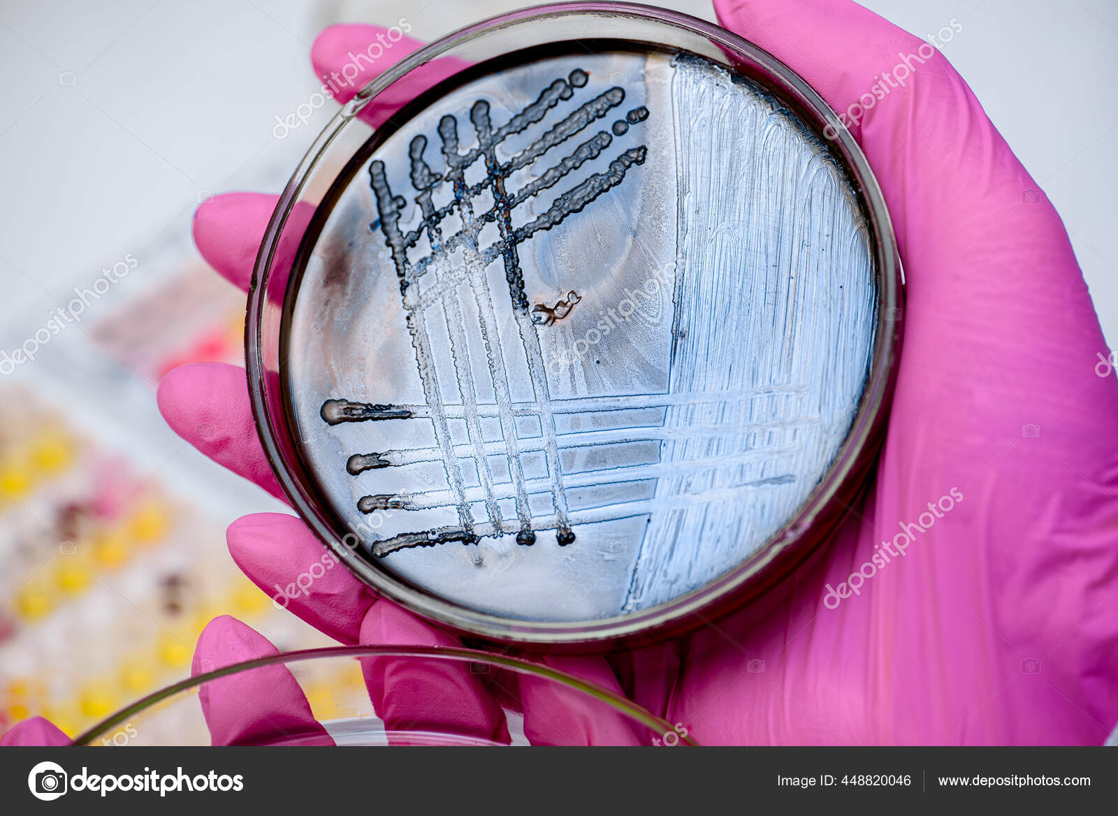 Close-up of bacterial inoculation of Salmonella culture in a petri dish ...