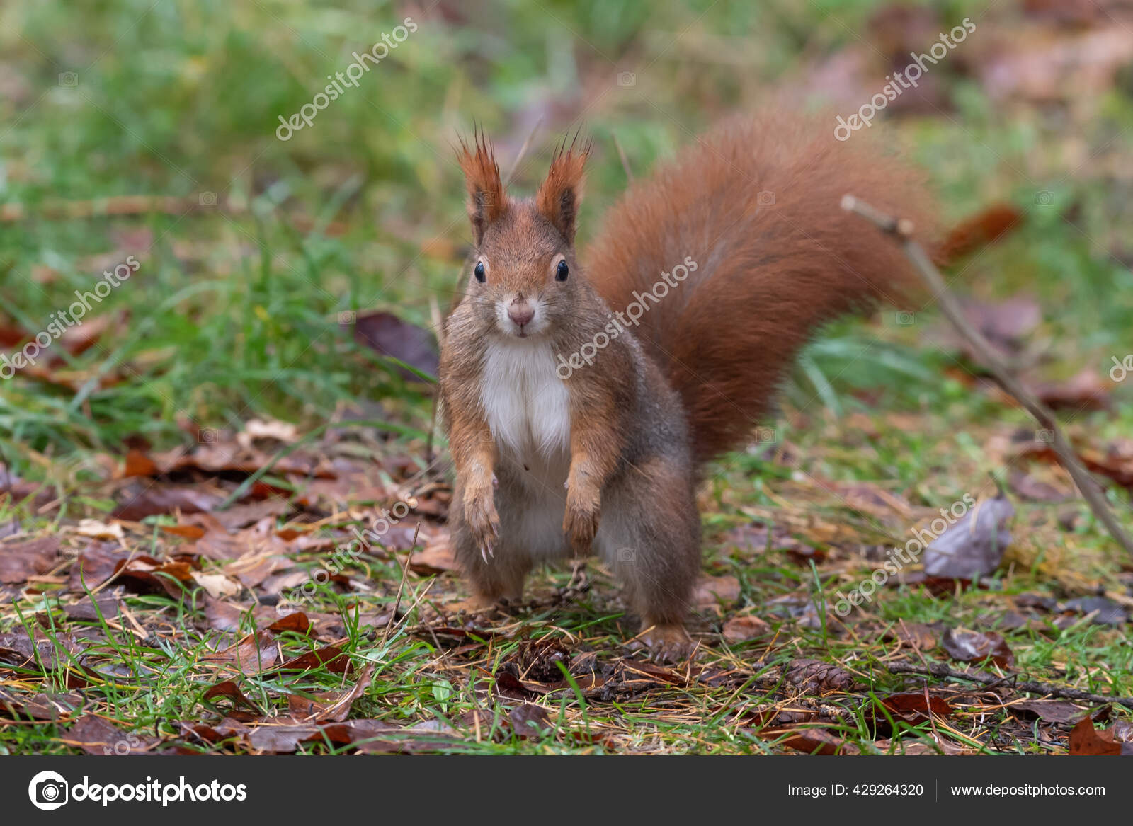 Red Squirrel Eurasian Red Squirrel Species Tree Squirrel Genus Sciurus ...