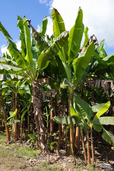 African banana plantation Stock Photos, Royalty Free African banana ...