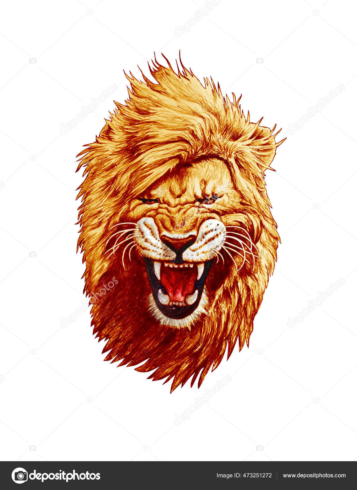 Realistic Drawings Of Lions Roaring