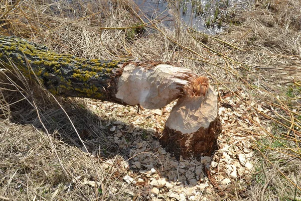 Beaver damage tree Stock Photos, Royalty Free Beaver damage tree Images ...
