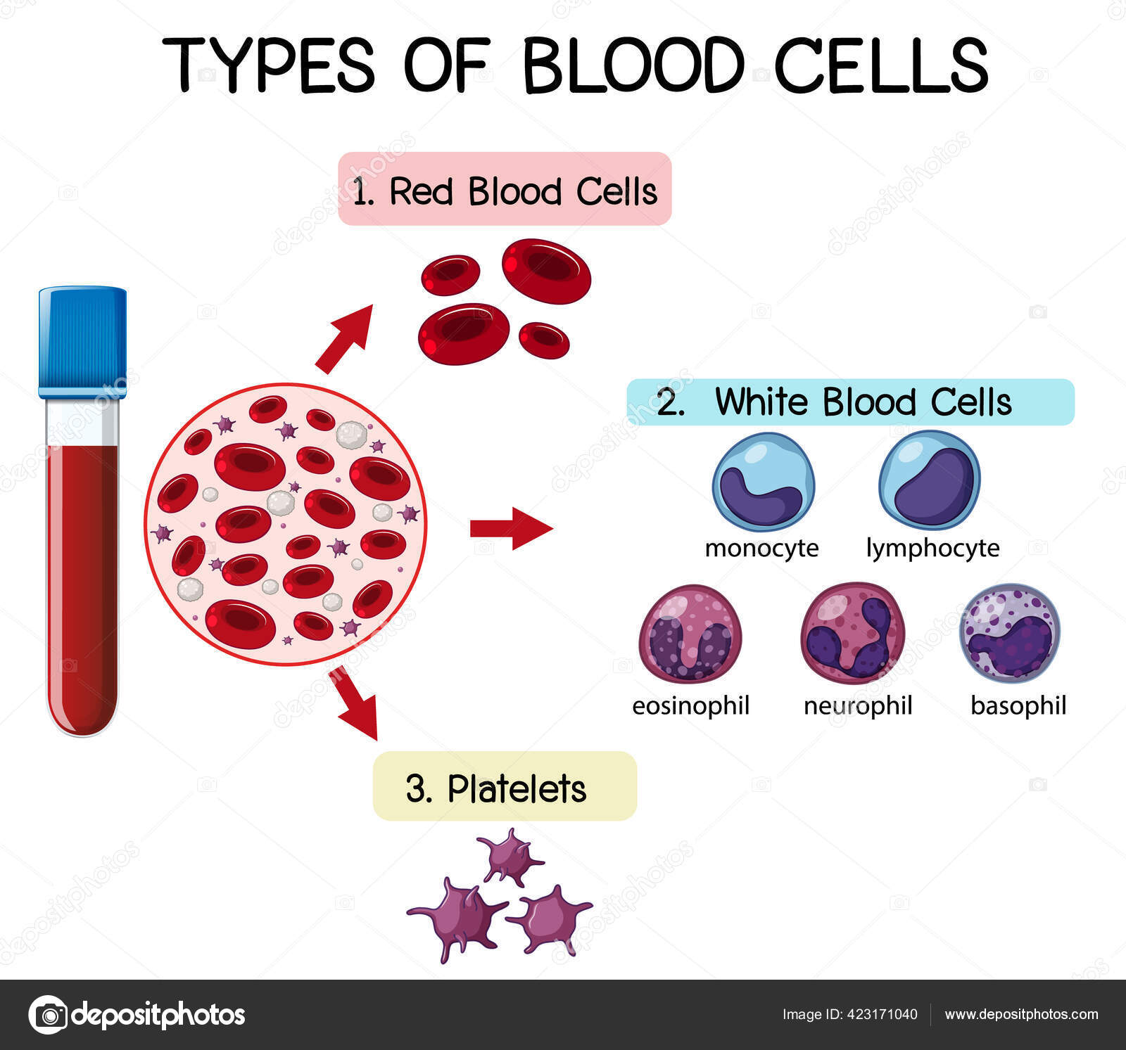 Tipos Ilustración Células Sanguíneas Vector de Stock de ©brgfx 423171040