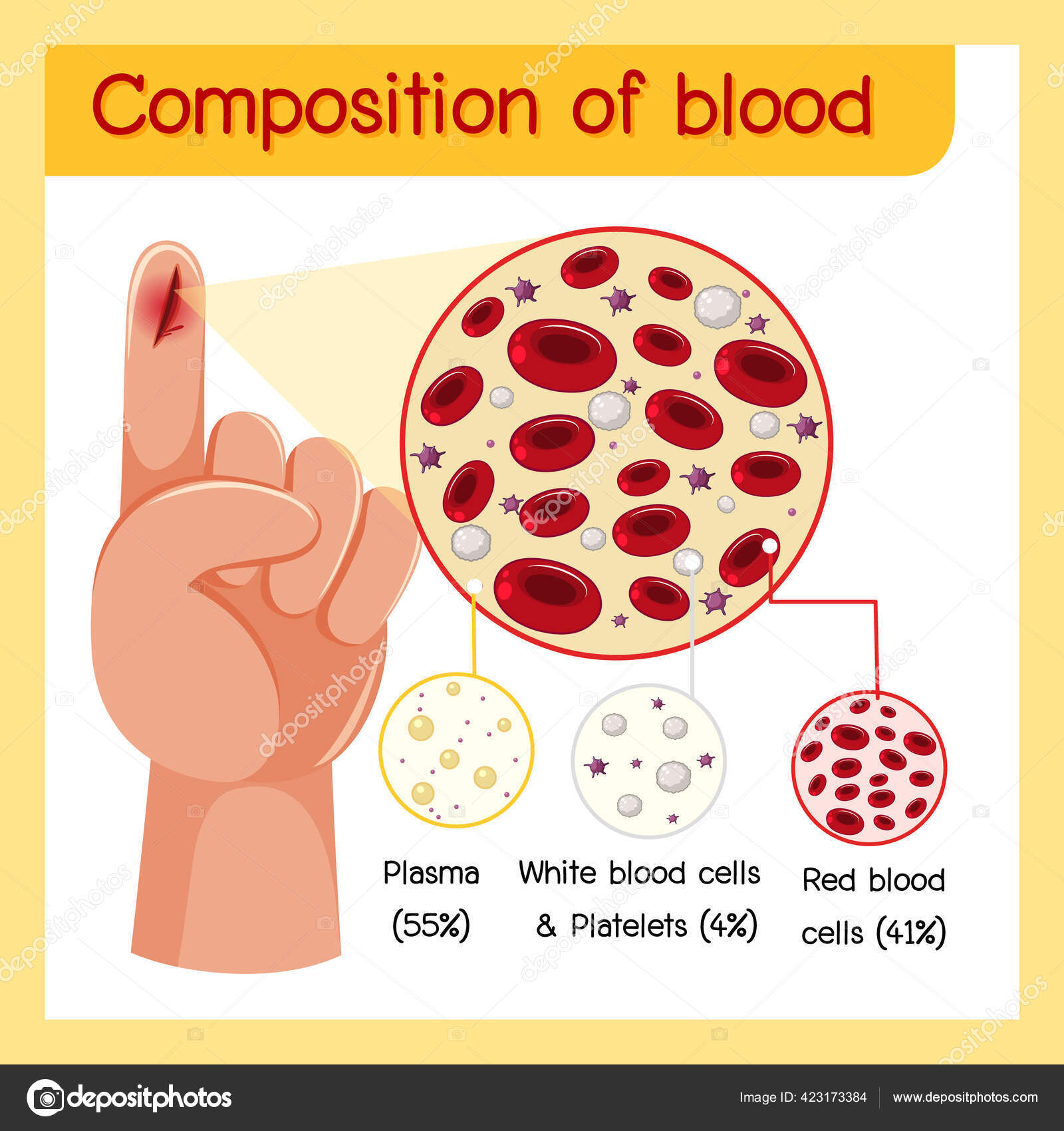 Composition Blood Diagram Illustration Stock Vector by ©brgfx 423173384