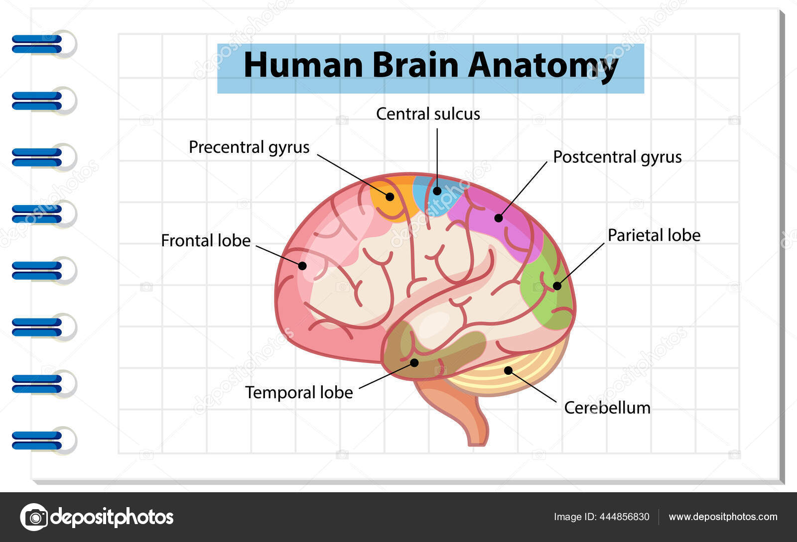 Information Poster Human Brain Diagram Illustration Stock Vector Image ...