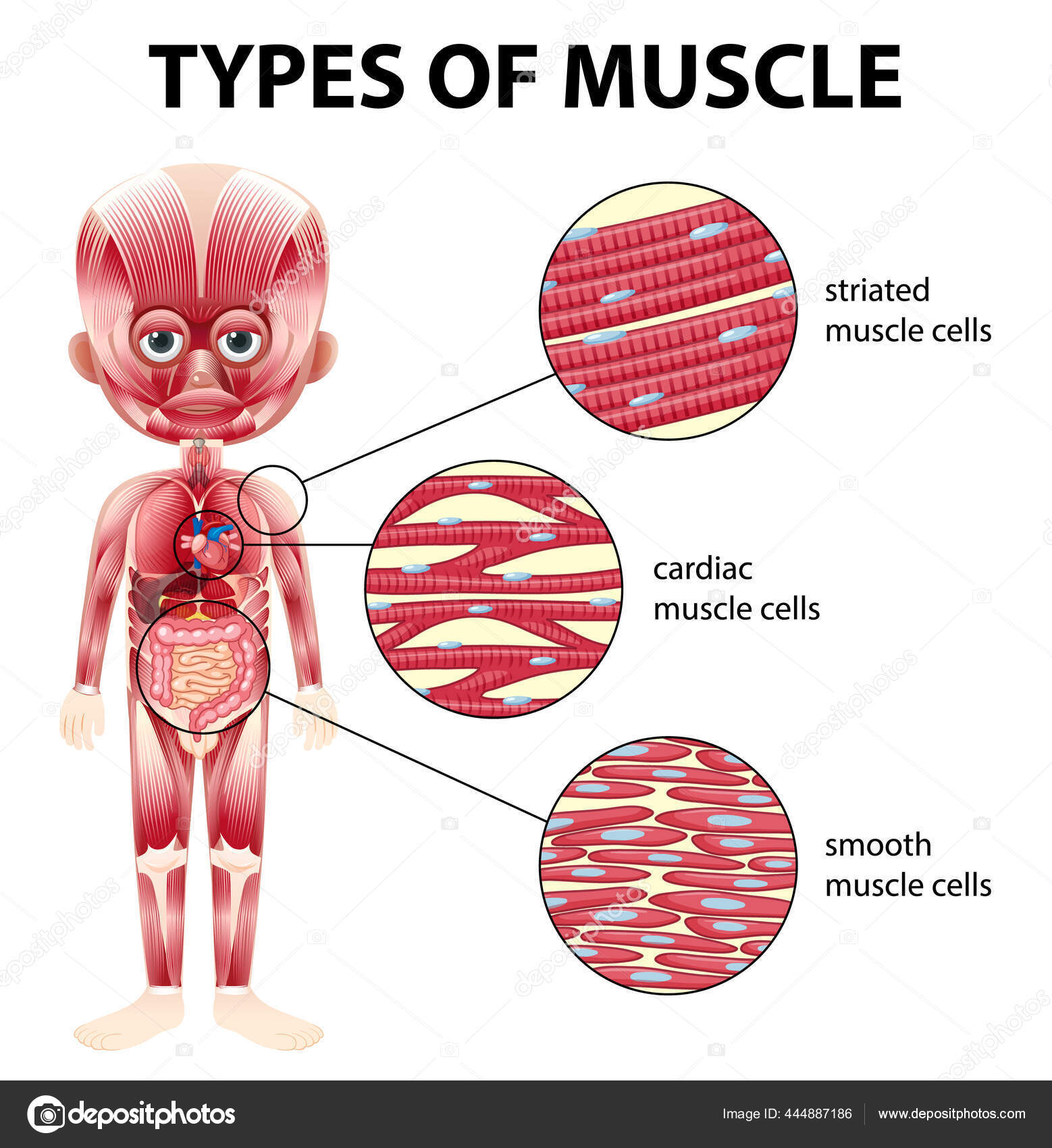 Types Muscle Cell Diagram Illustration Stock Vector Image by ©brgfx ...
