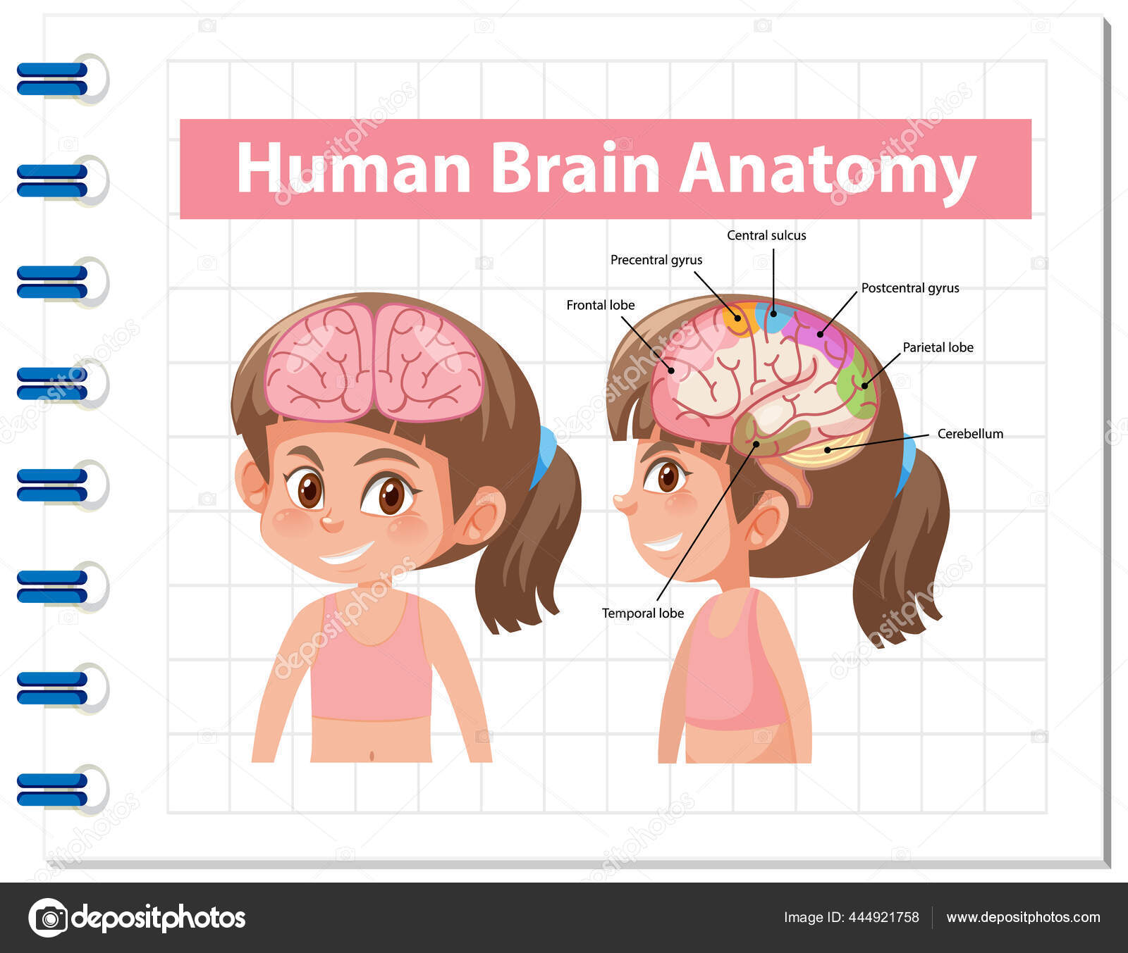 Information Poster Human Brain Diagram Illustration Stock Vector Image ...