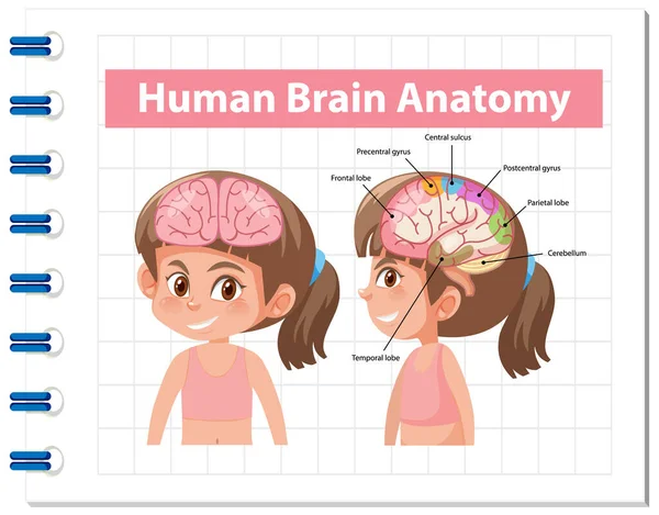 Information Poster Human Brain Diagram Illustration Stock Vector by ...