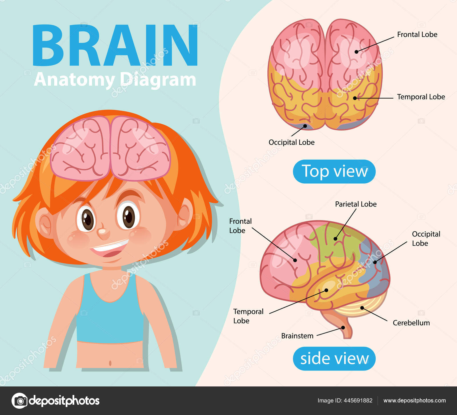 Menneskelig Hjernediagram Cerebrum Illustration Af Menneskelig