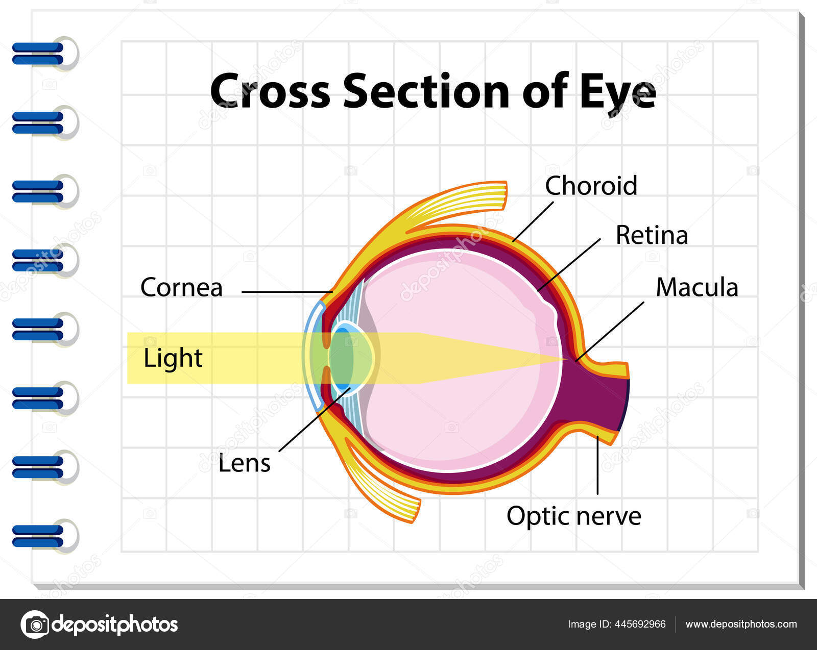 Anatomía Ocular Humana Con Sección Transversal Del Diagrama Ocular ...