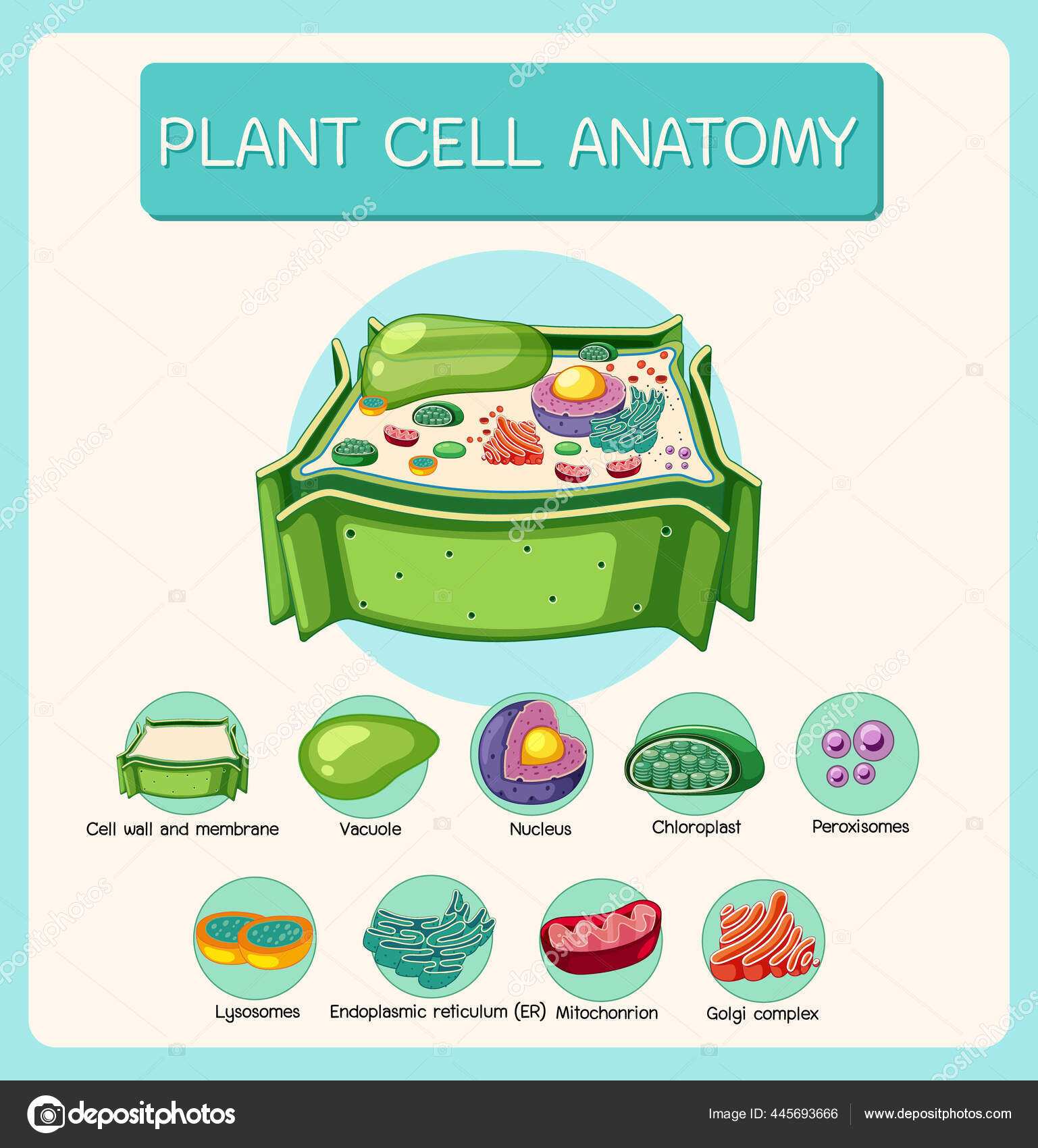 Biology Clipart Cell
