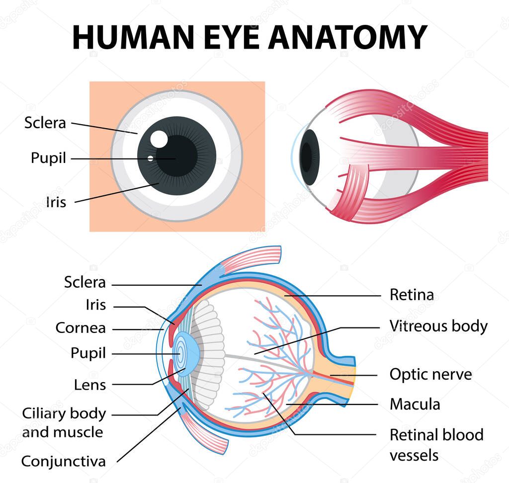 Diagrama de anatomía ocular humana con ilustración de etiquetas 2023