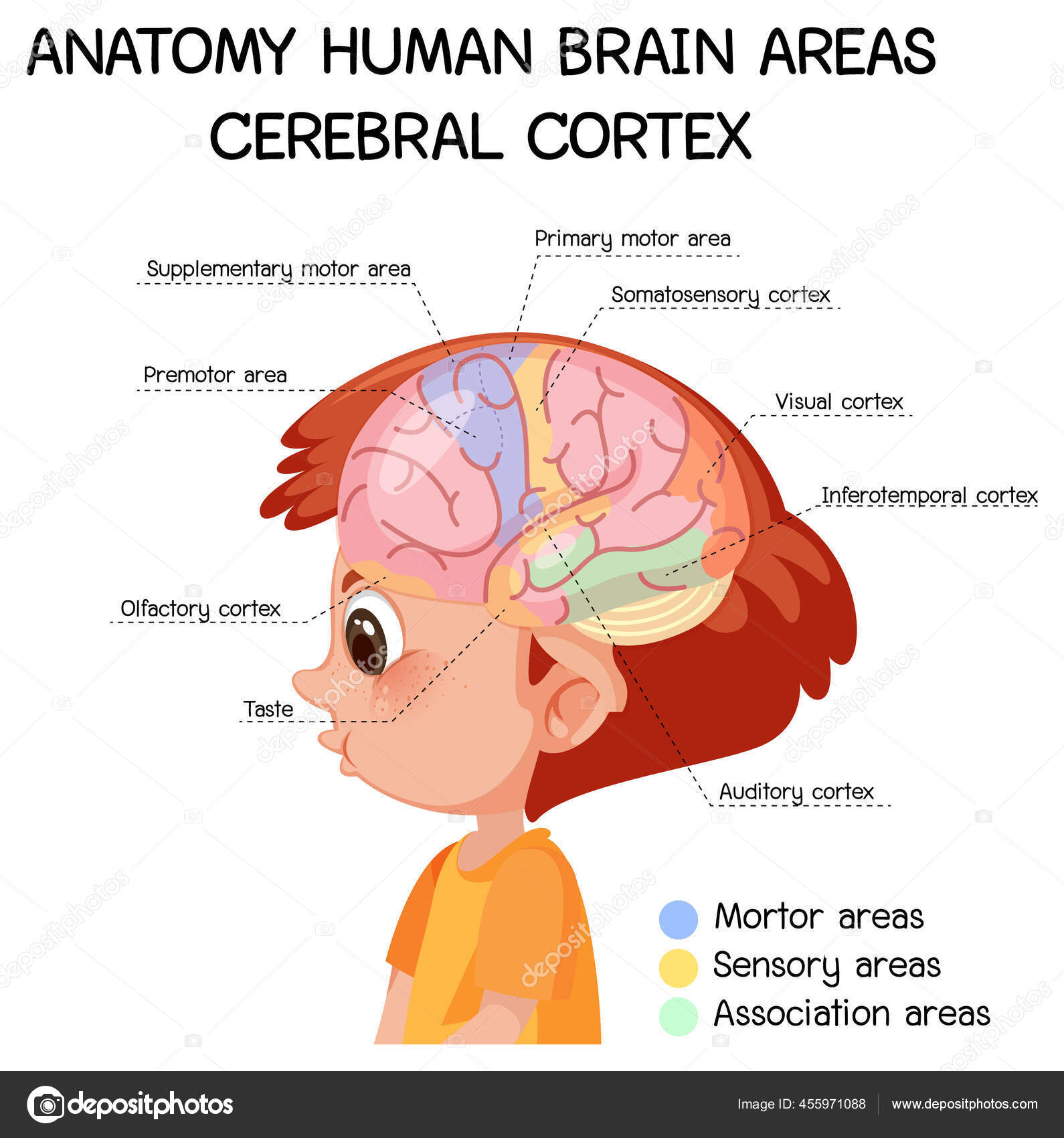 Anatomi Area Otak Manusia Korteks Serebral Dengan Label Ilustrasi ...